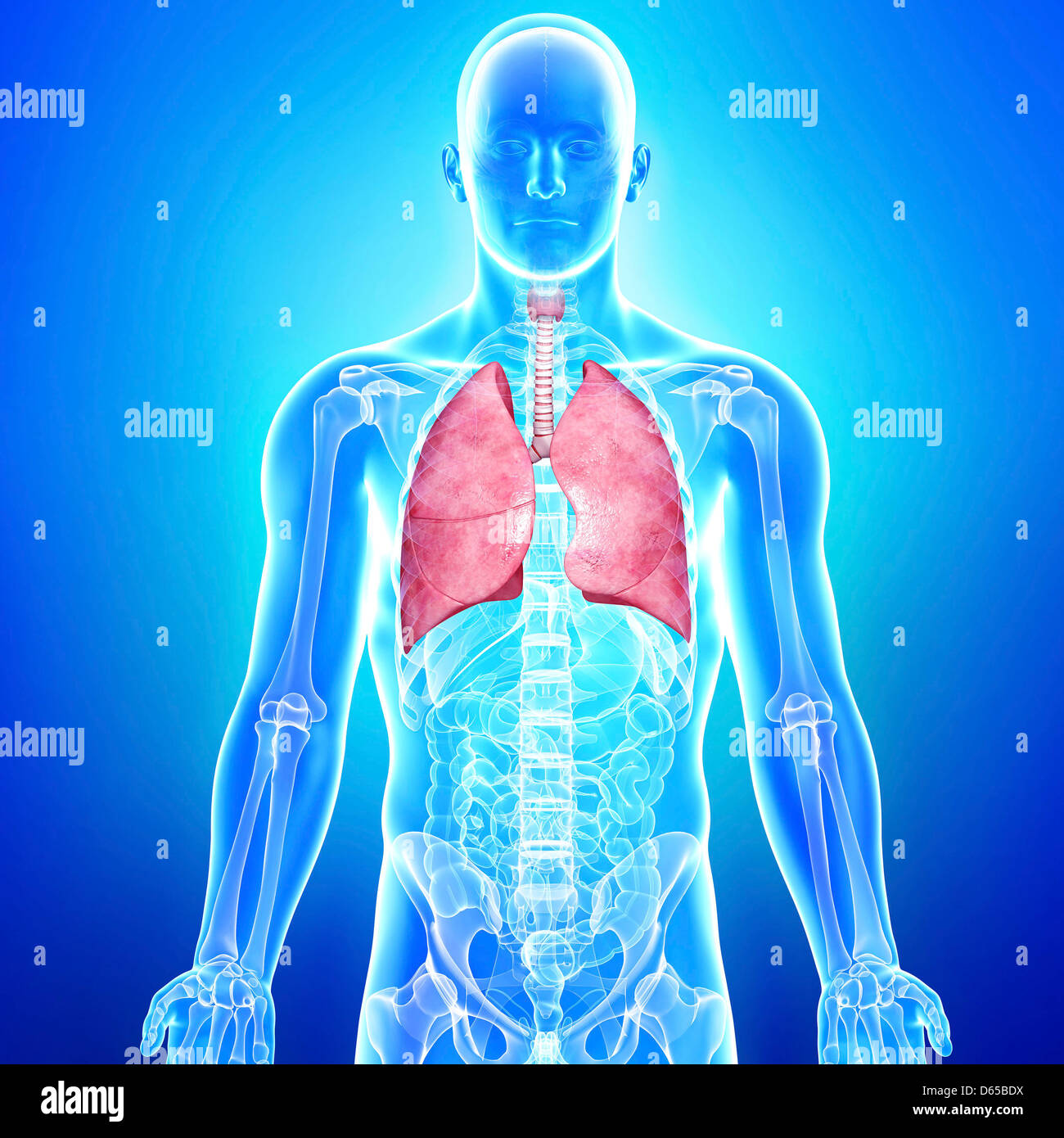 Normal Lungs High Resolution Stock Photography and Images - Alamy