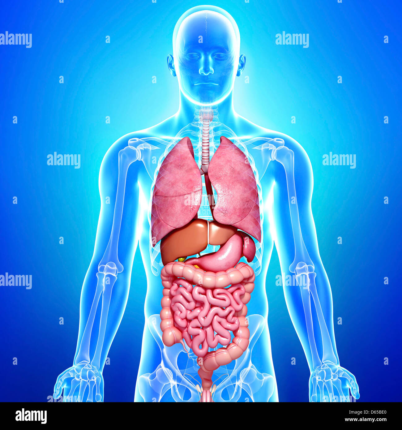 Internal Human Body High Resolution Stock Photography and Images - Alamy