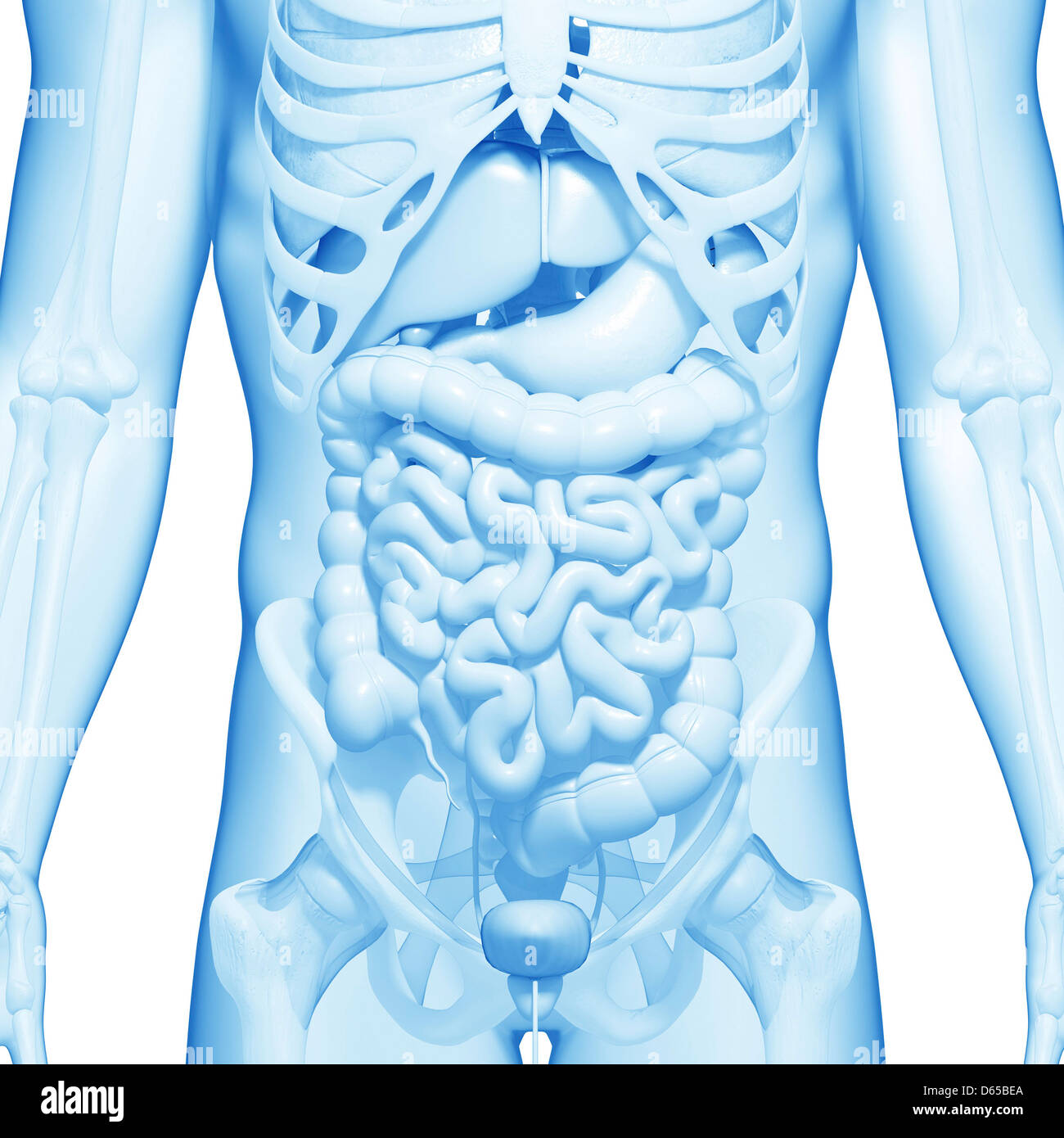 Human anatomy, artwork Stock Photo - Alamy