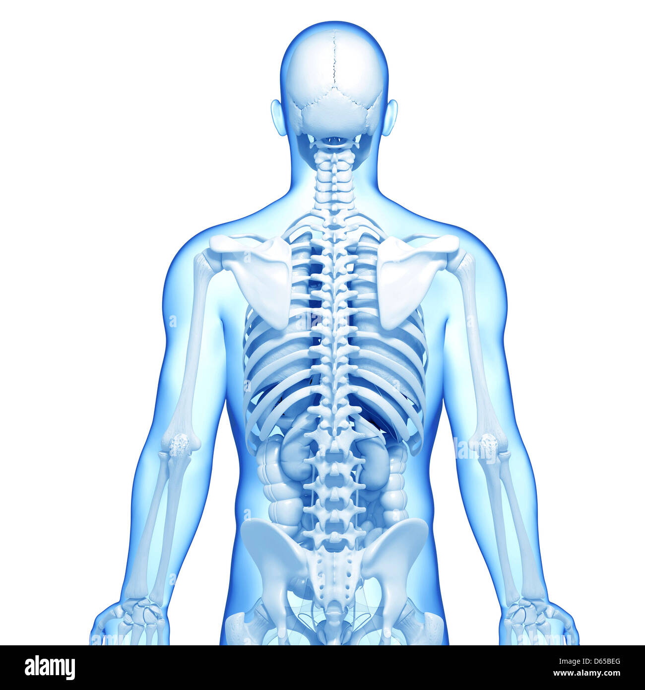 Posterior anatomy human male hi-res stock photography and images - Alamy