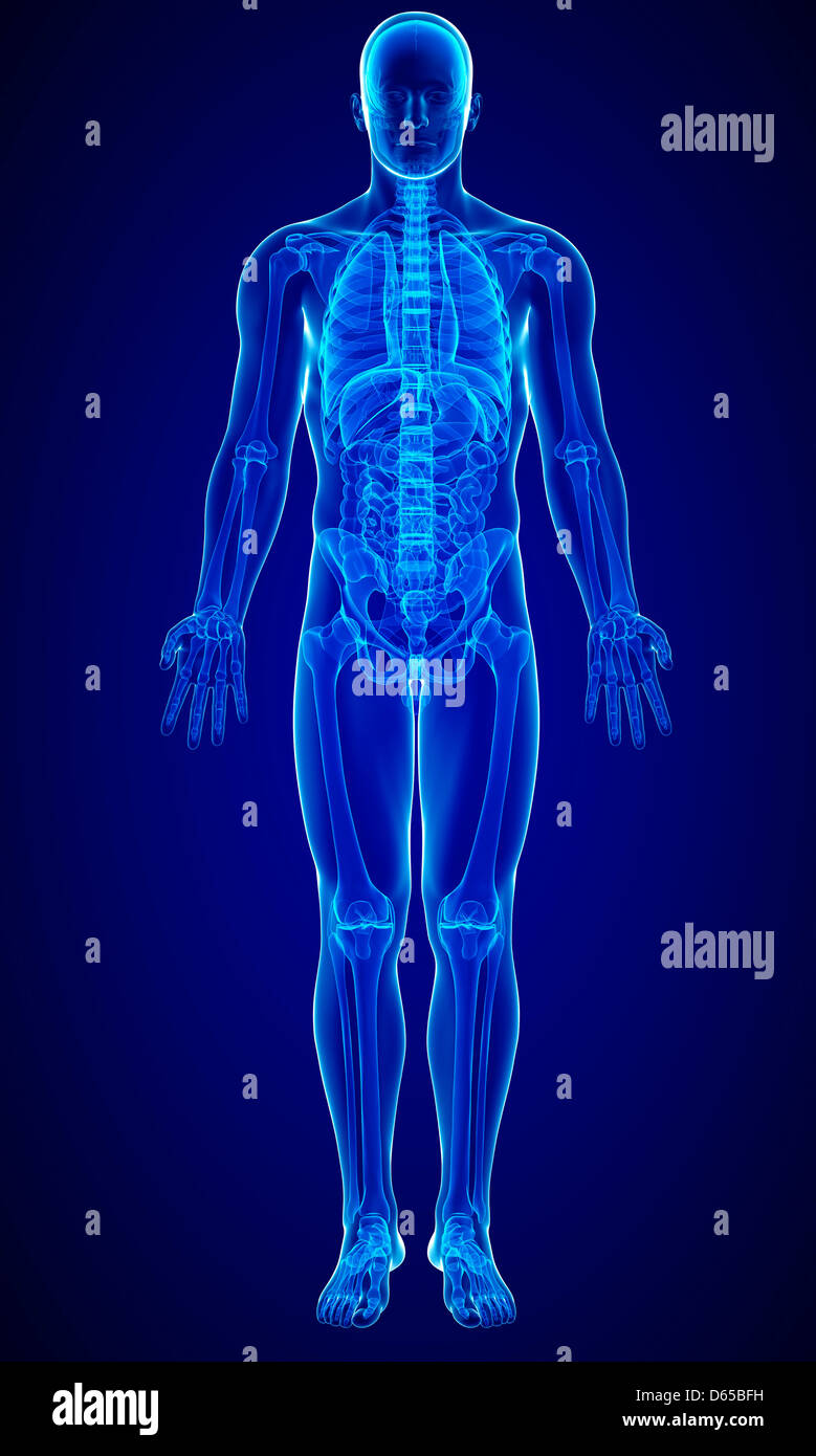 Male skeleton, artwork Stock Photo - Alamy