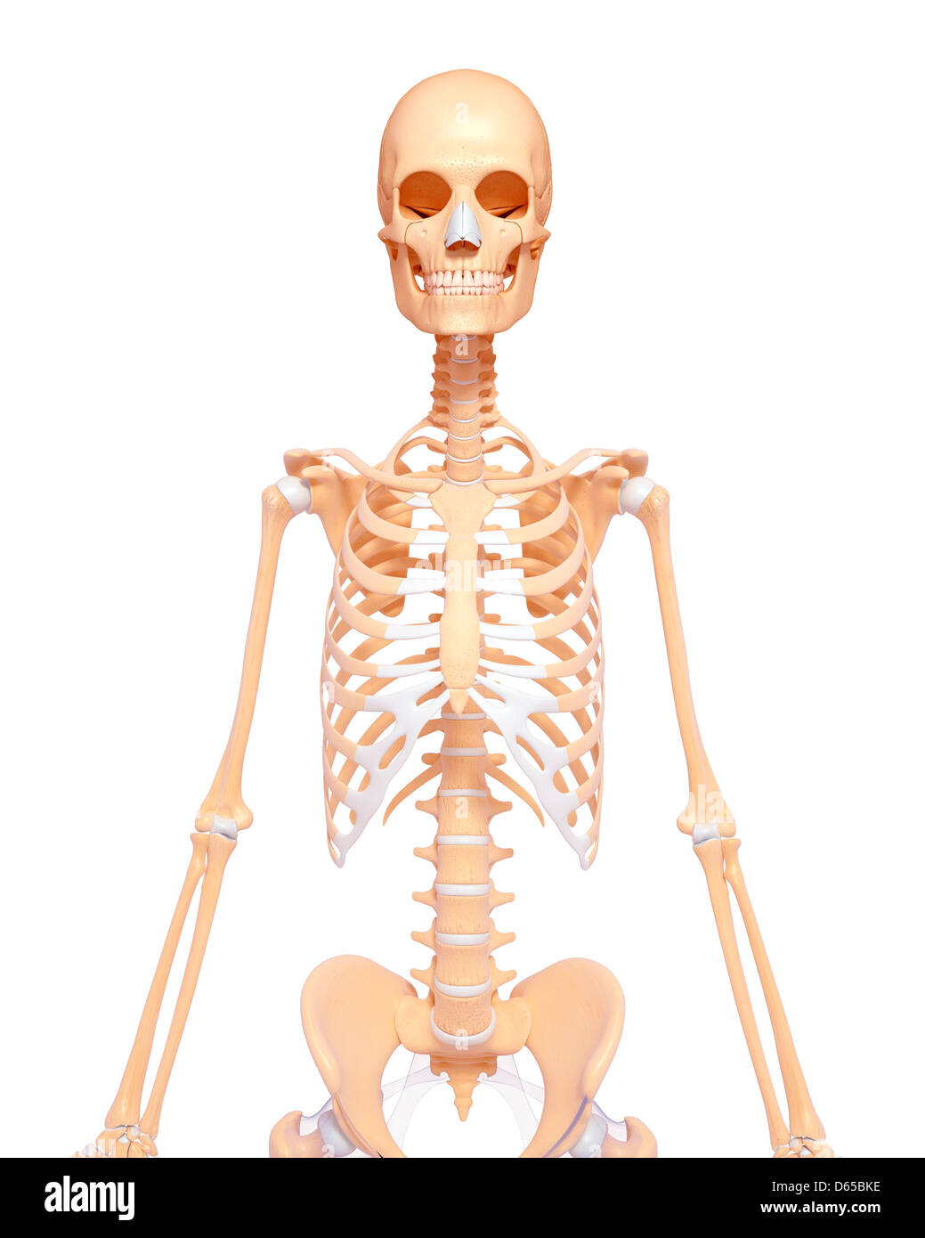Human skeleton, artwork Stock Photo - Alamy