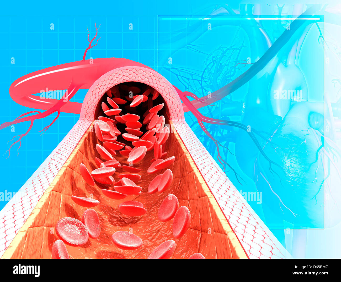 Healthy artery, artwork Stock Photo - Alamy