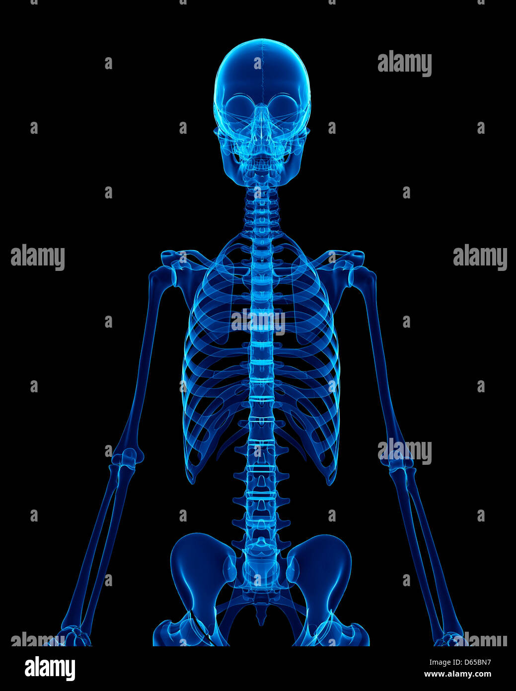 Human skeleton, artwork Stock Photo - Alamy