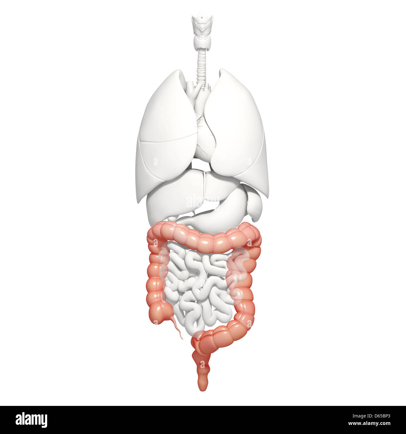 Healthy large intestines, artwork Stock Photo - Alamy