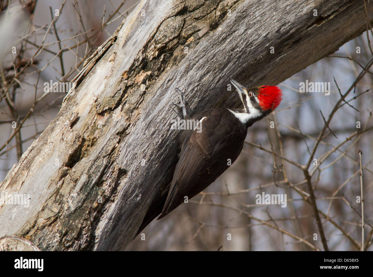 Female Pileated woodpecker(Dryocopus pileatus) at work Stock Photo - Alamy