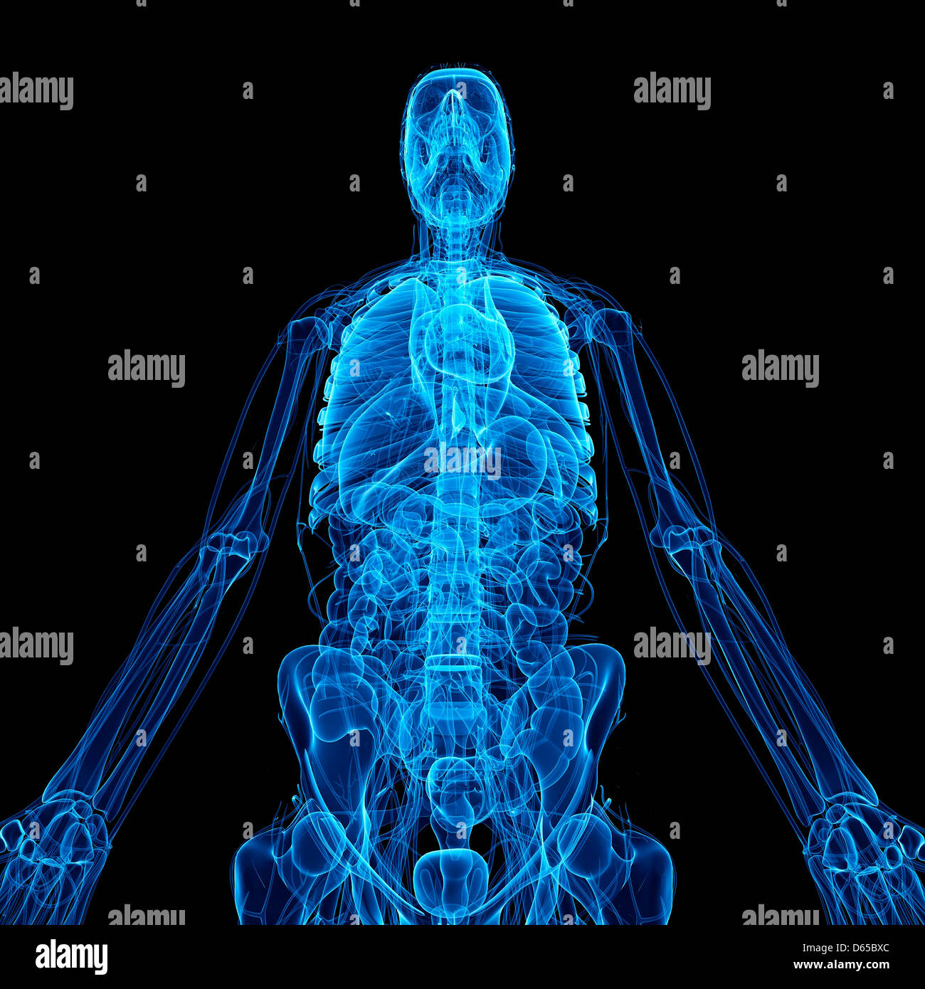 Human anatomy, artwork Stock Photo - Alamy