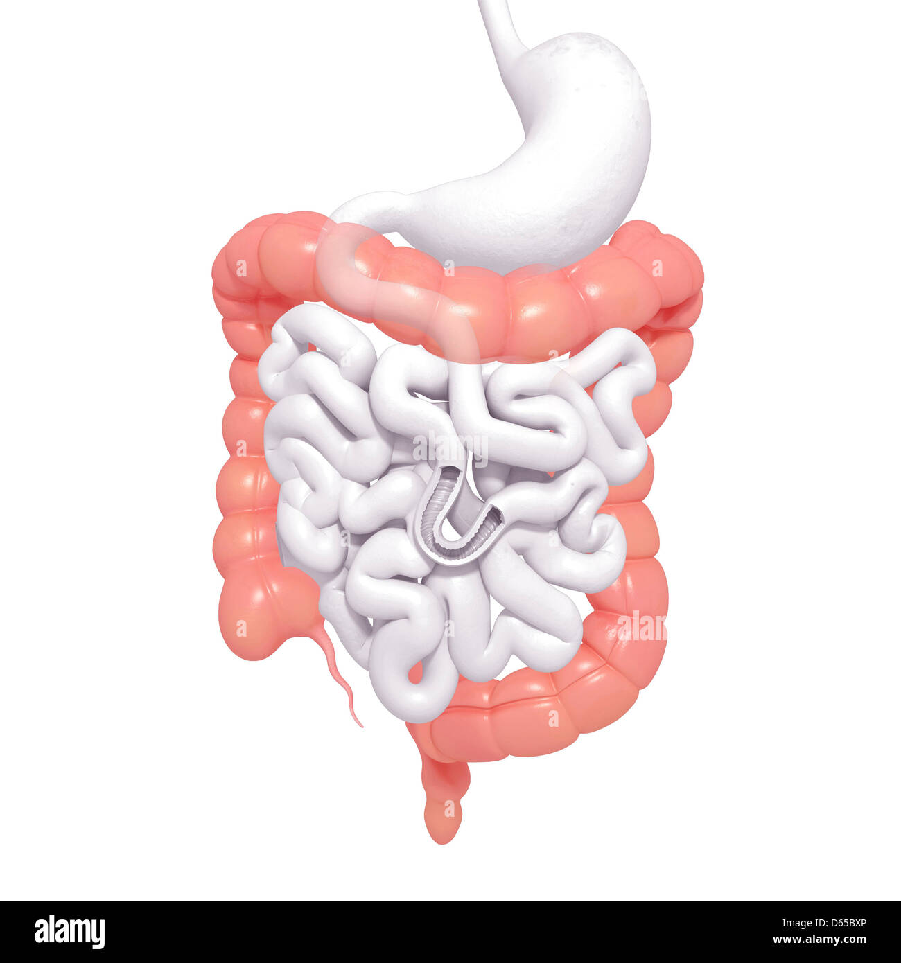 Healthy large intestines, artwork Stock Photo - Alamy