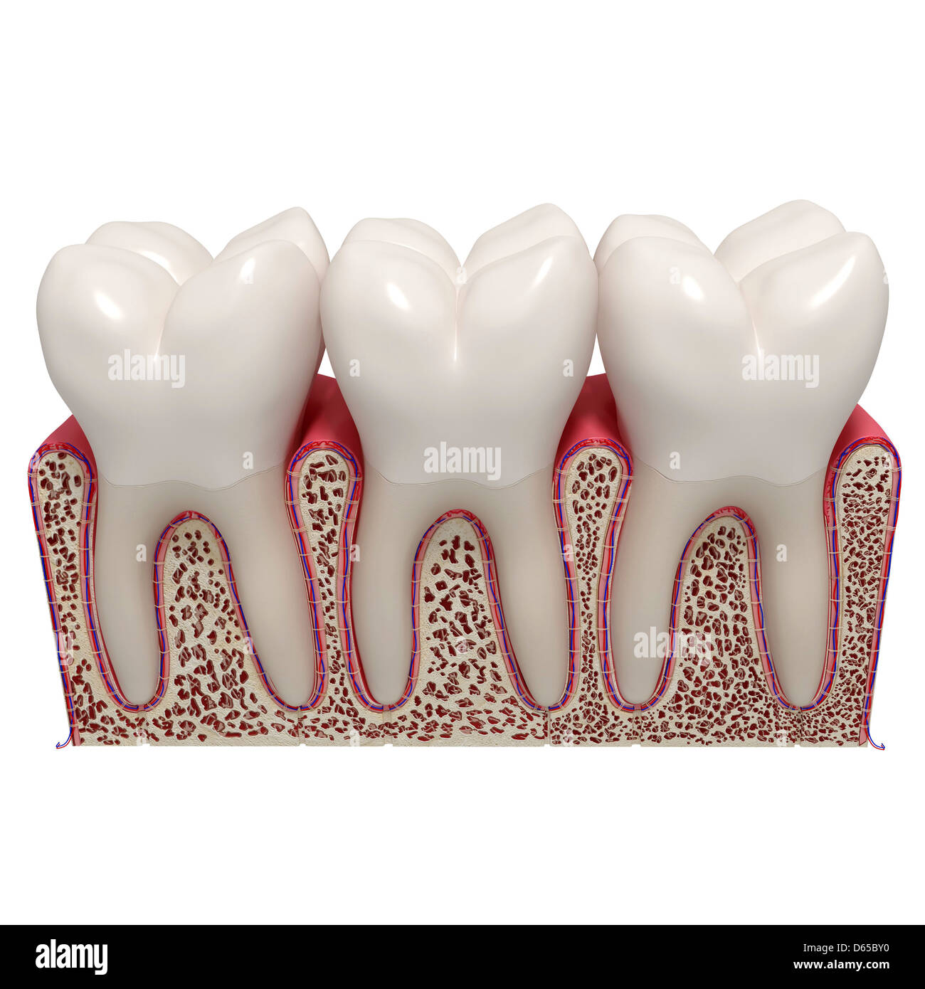 Healthy teeth, artwork Stock Photo - Alamy