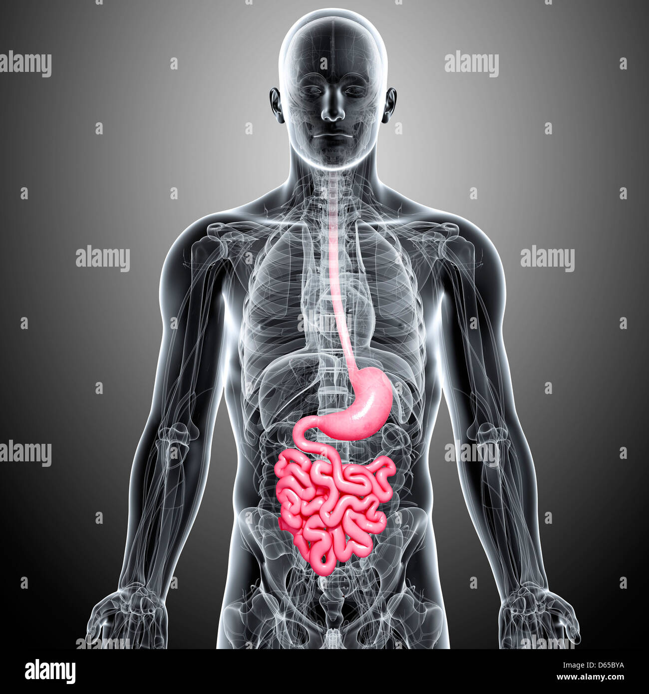 Healthy digestive system, artwork Stock Photo - Alamy Healthy digestive system, artwork Stock Photo - Alamy