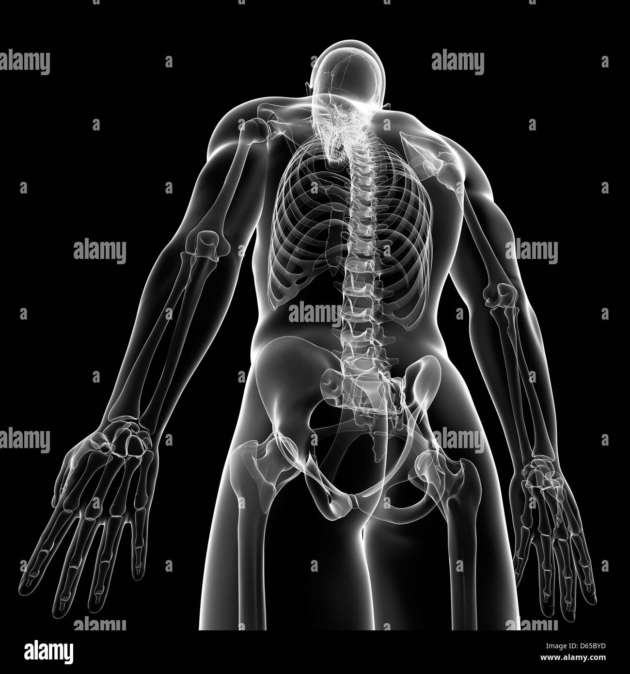 Posterior view of skeleton hi-res stock photography and images - Alamy