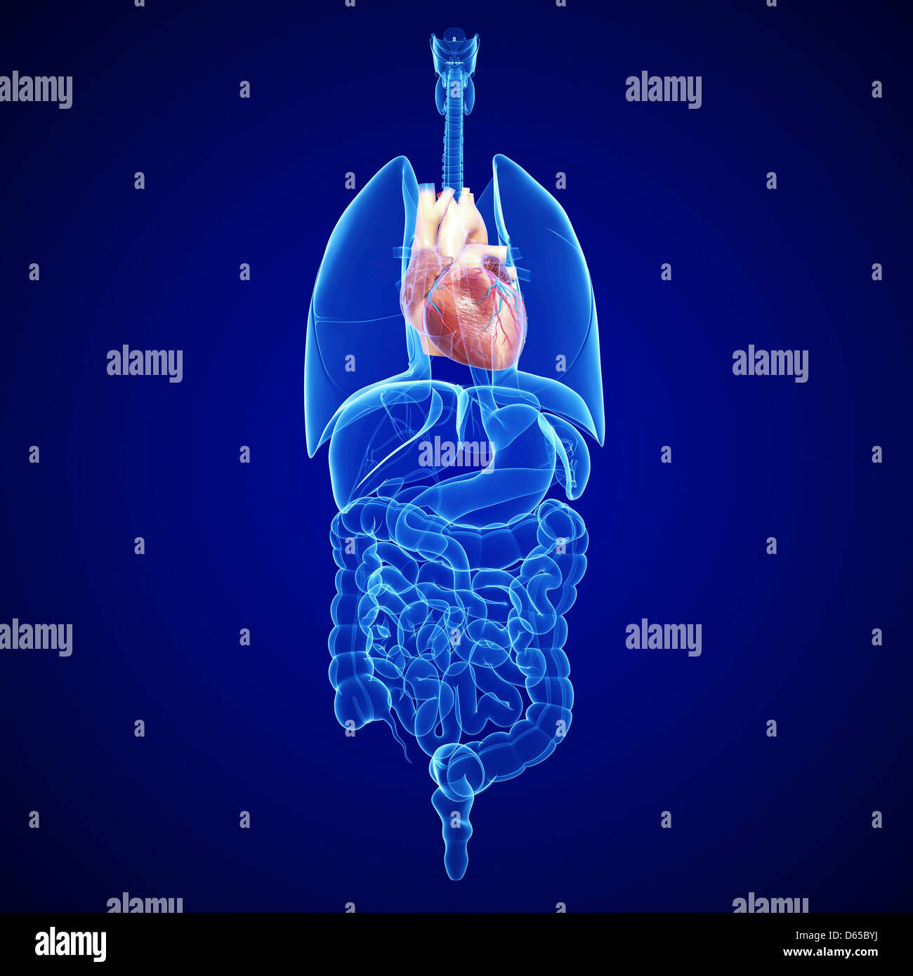 Healthy heart, artwork Stock Photo - Alamy