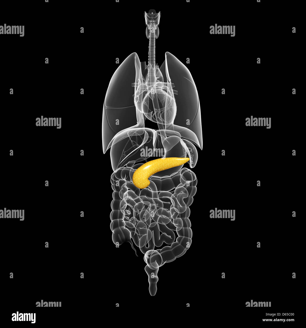 Healthy pancreas, artwork Stock Photo - Alamy