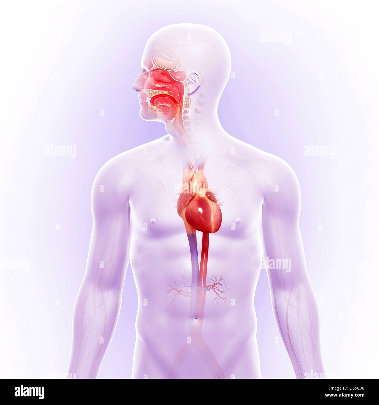 Human heart, artwork Stock Photo - Alamy