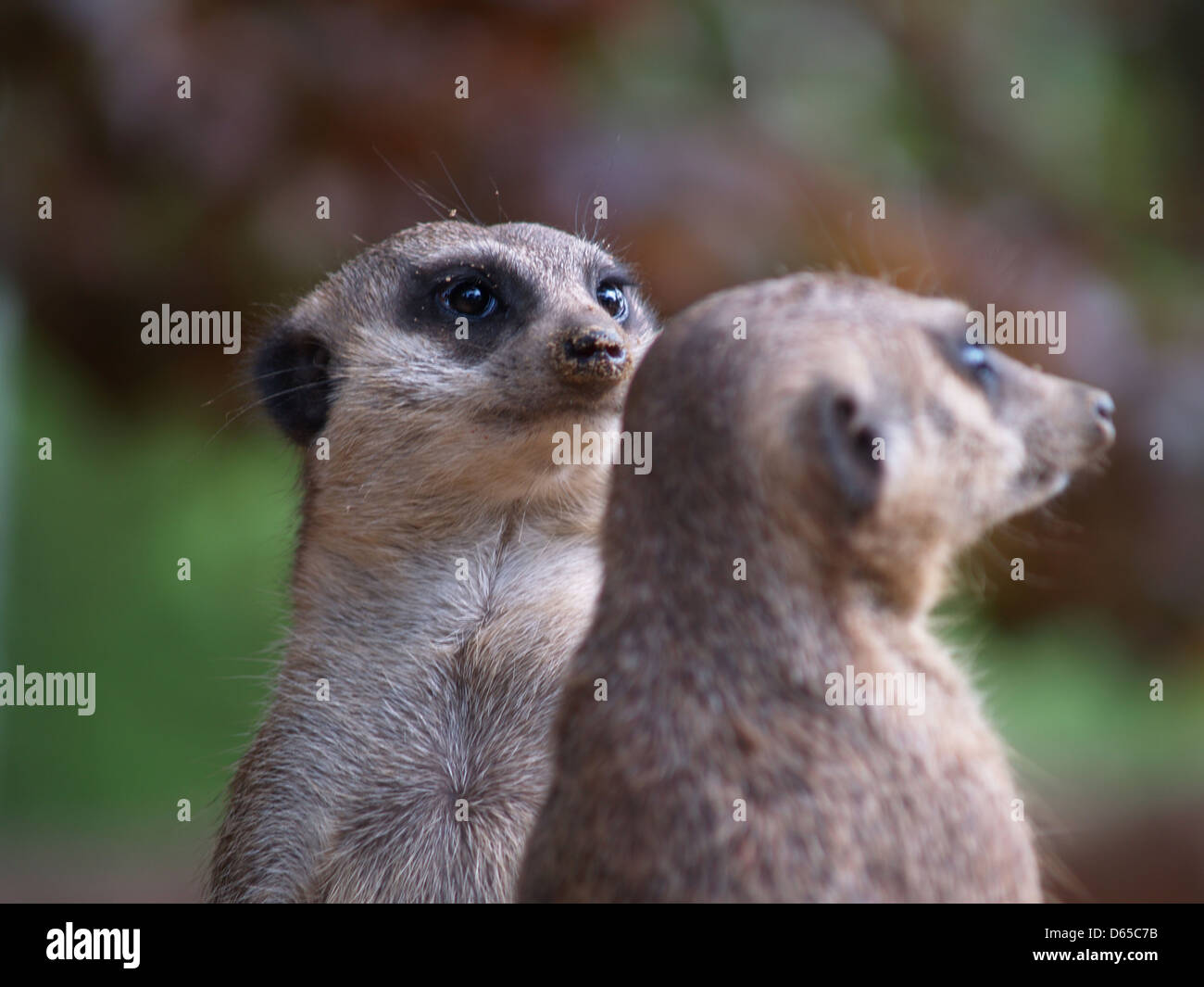 Pair of animals hi-res stock photography and images - Alamy