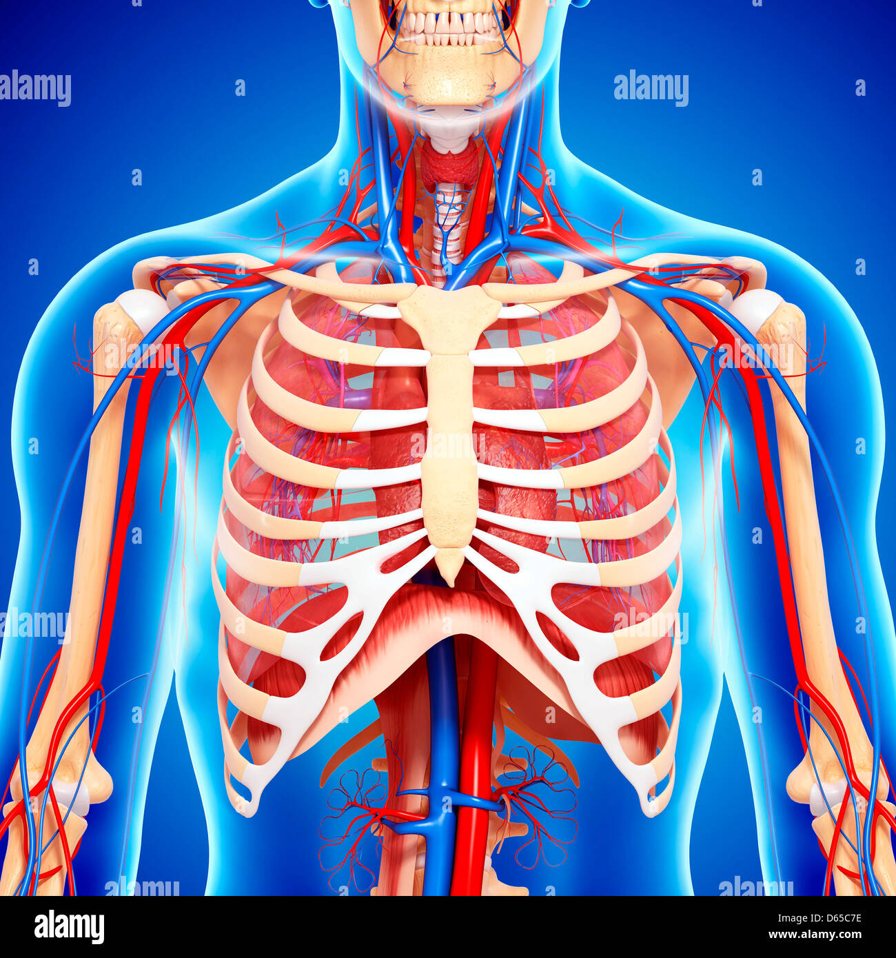 Chest anatomy, artwork Stock Photo - Alamy