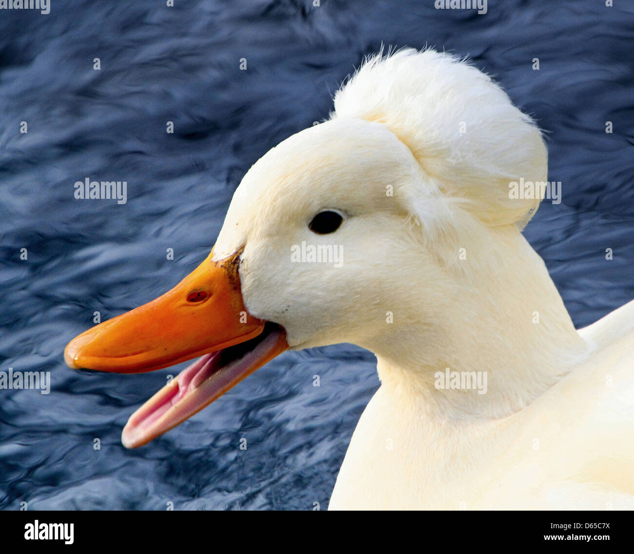 Detailed close-up of a white male wild duck or drake Mallard (Anas ...