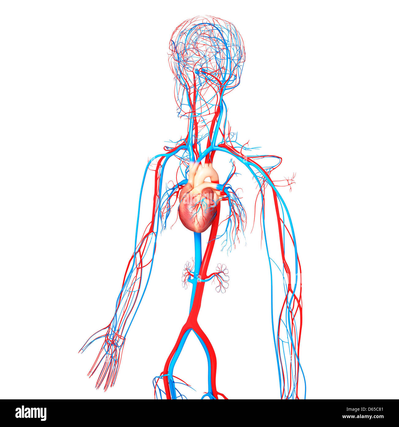 Cardiovascular system, artwork Stock Photo - Alamy