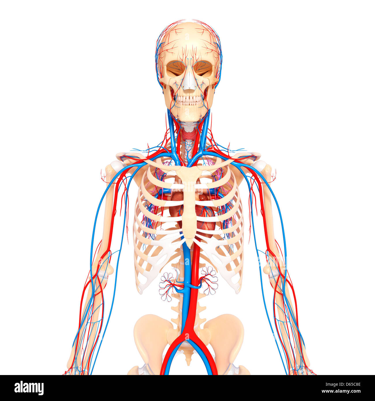 Cardiovascular system, artwork Stock Photo - Alamy