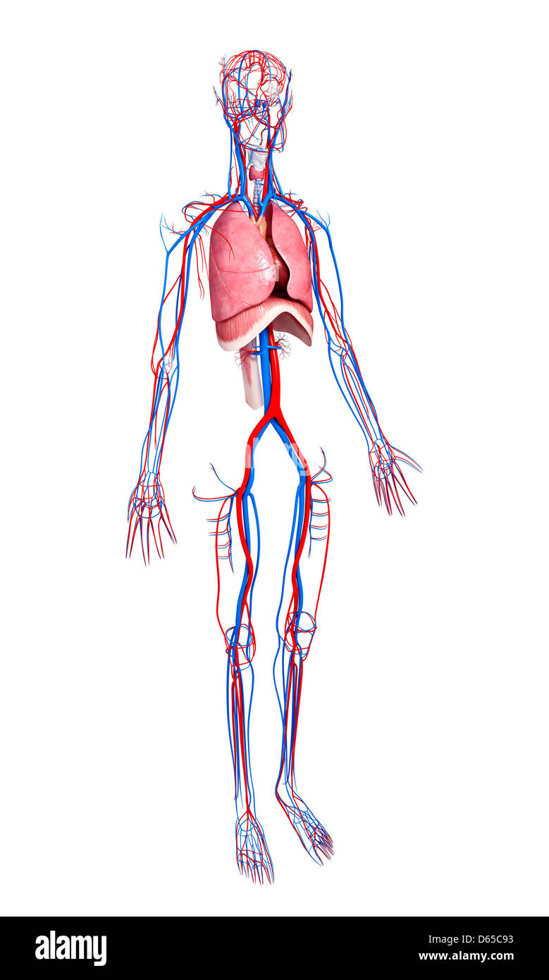 Human anatomy, artwork Stock Photo - Alamy