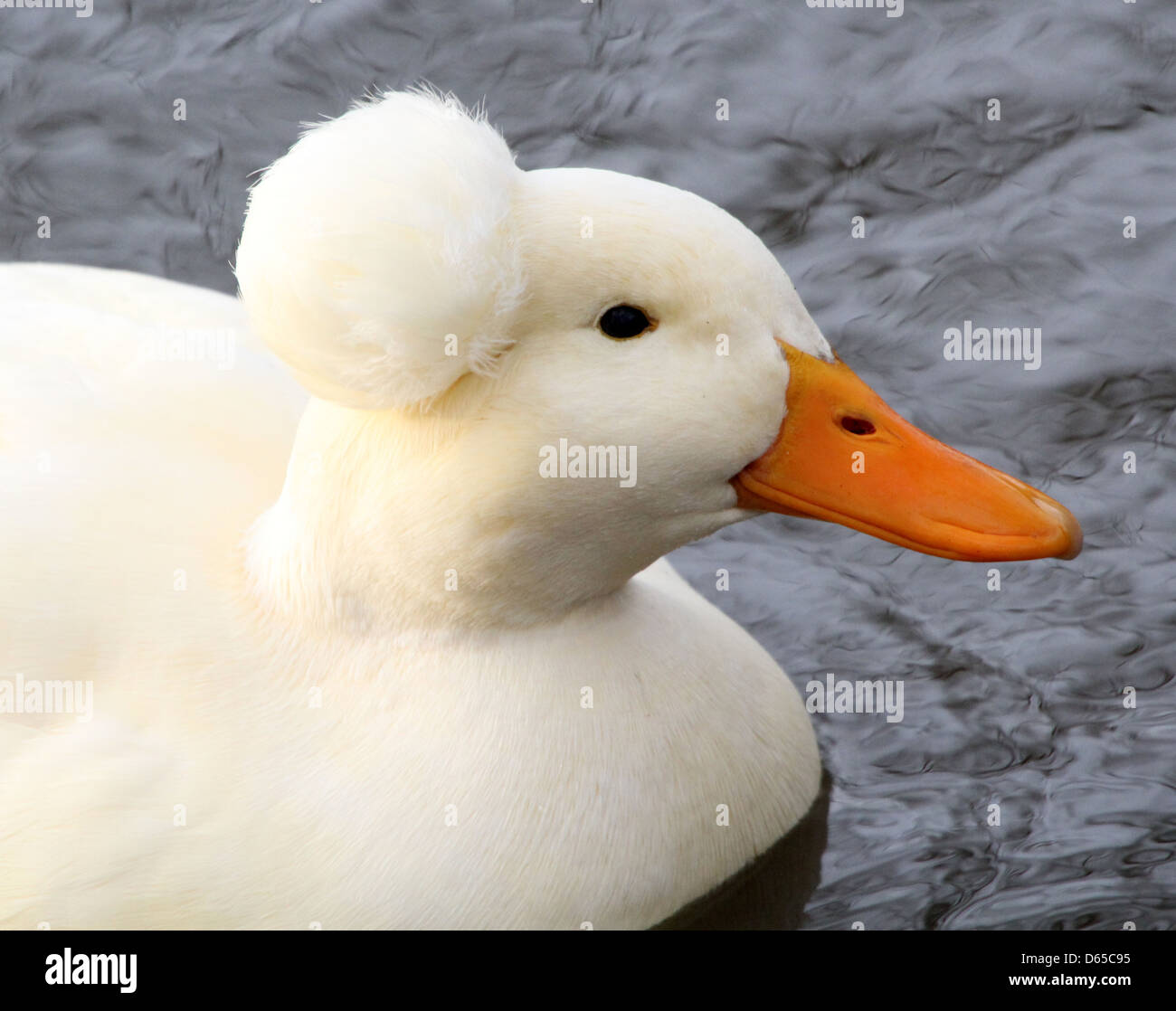 Tufted duck funny hi-res stock photography and images - Alamy