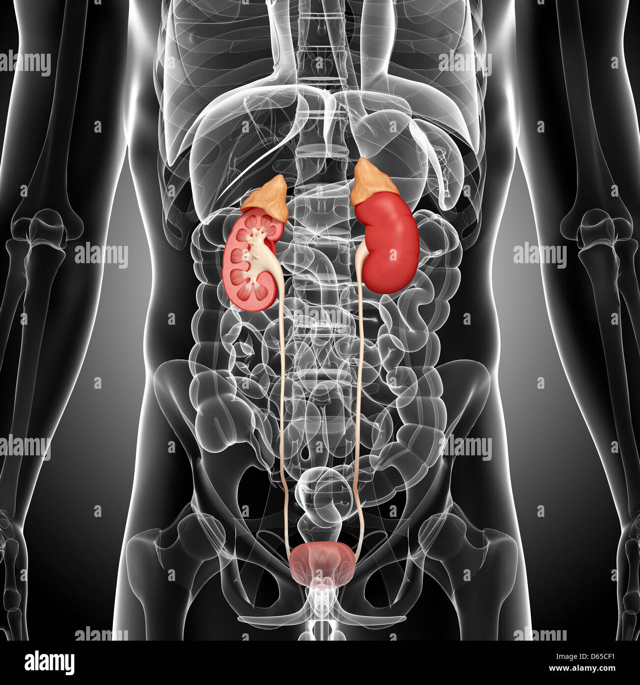 Male Bladder High Resolution Stock Photography and Images - Alamy