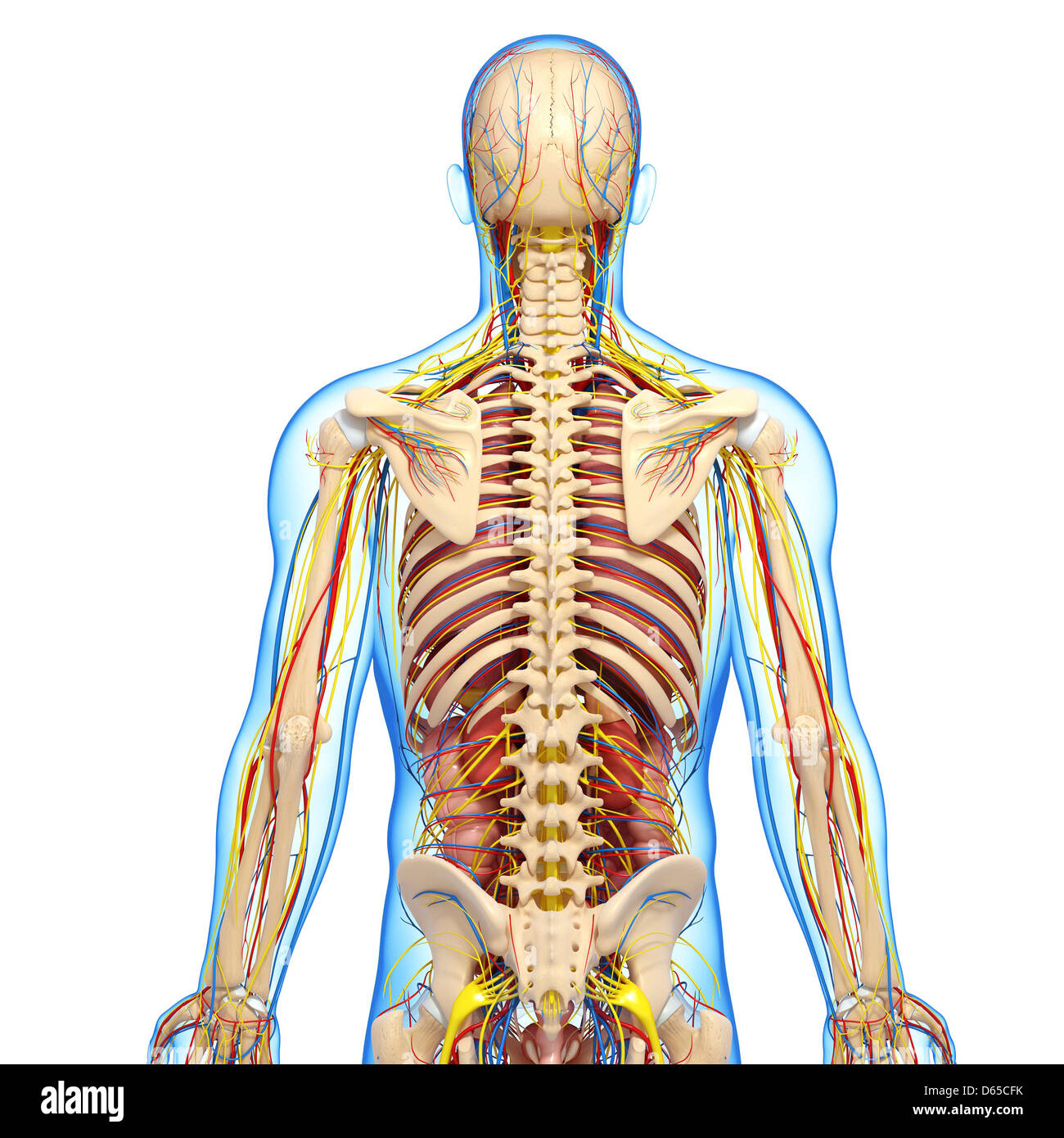 Human anatomy, artwork Stock Photo - Alamy