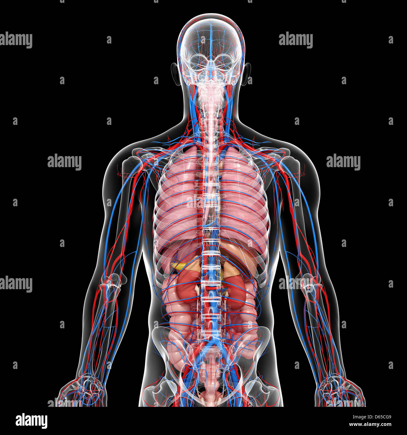 Human anatomy, artwork Stock Photo - Alamy