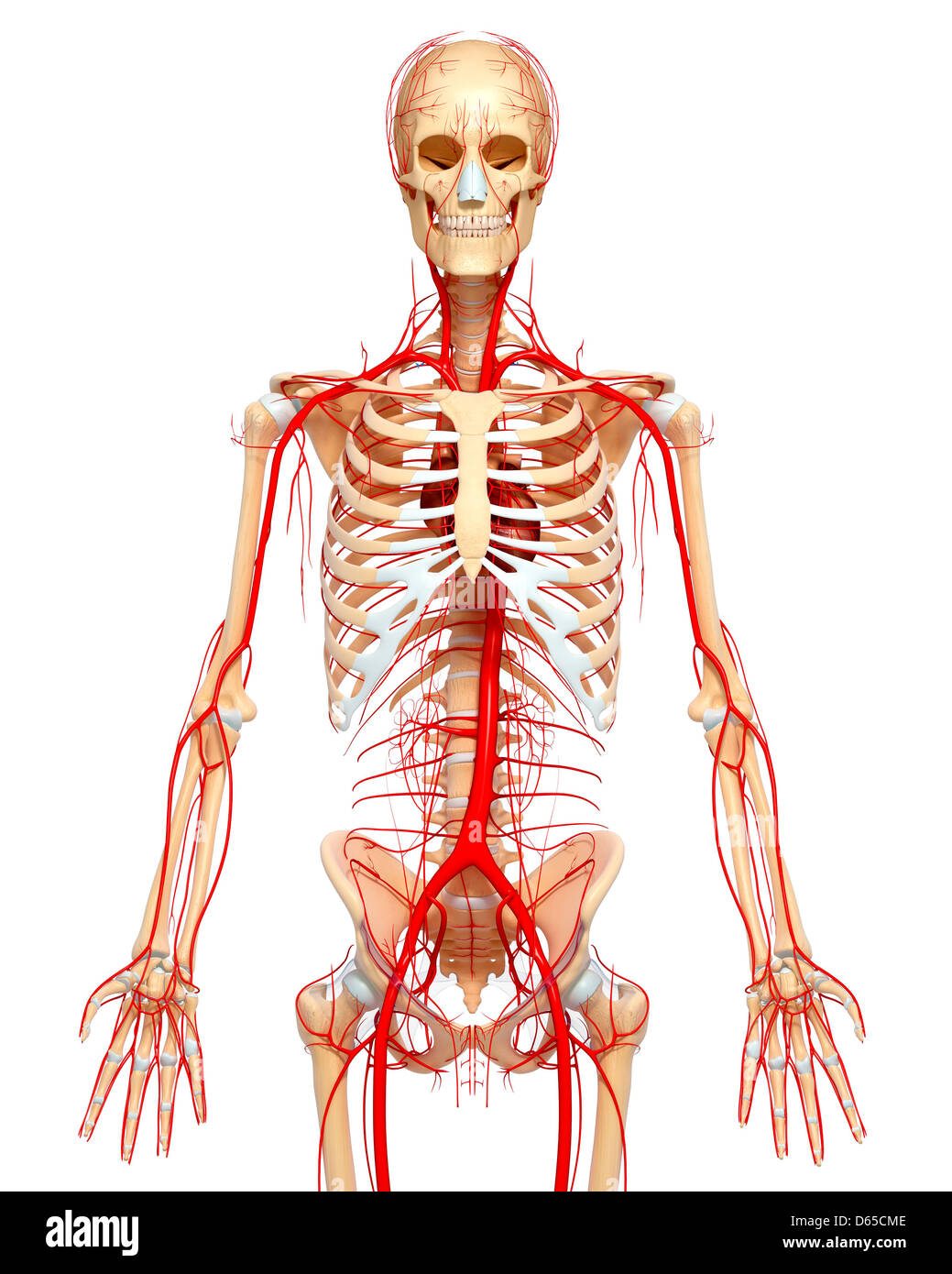 Human arteries, artwork Stock Photo - Alamy