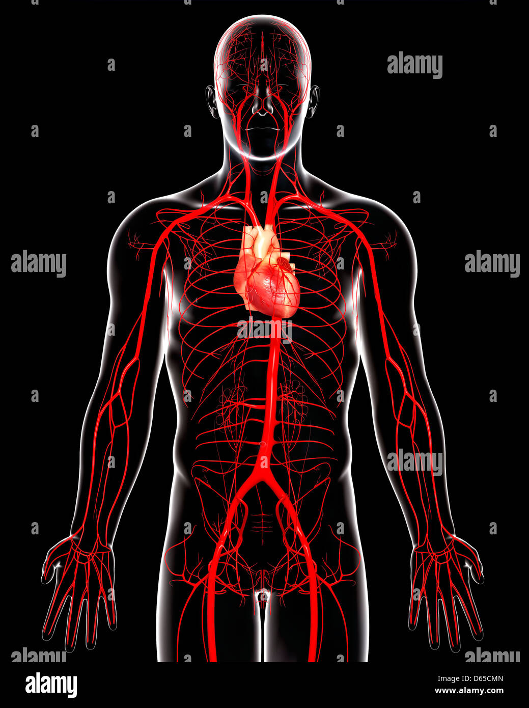 Normal femoral arteries hi-res stock photography and images - Alamy