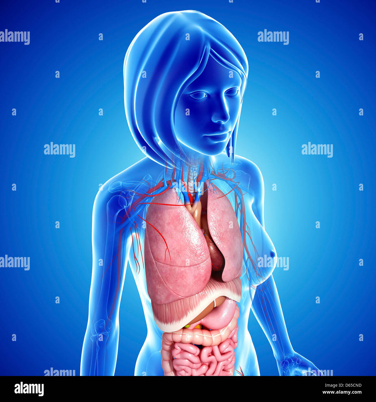 Surface Anatomy Stock Photos & Surface Anatomy Stock Images - Alamy