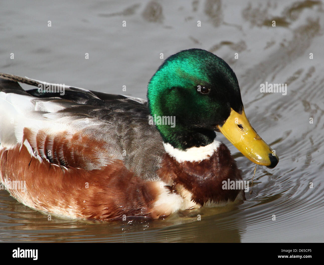 Detailed close-up of the head and upper body of a male wild duck or ...