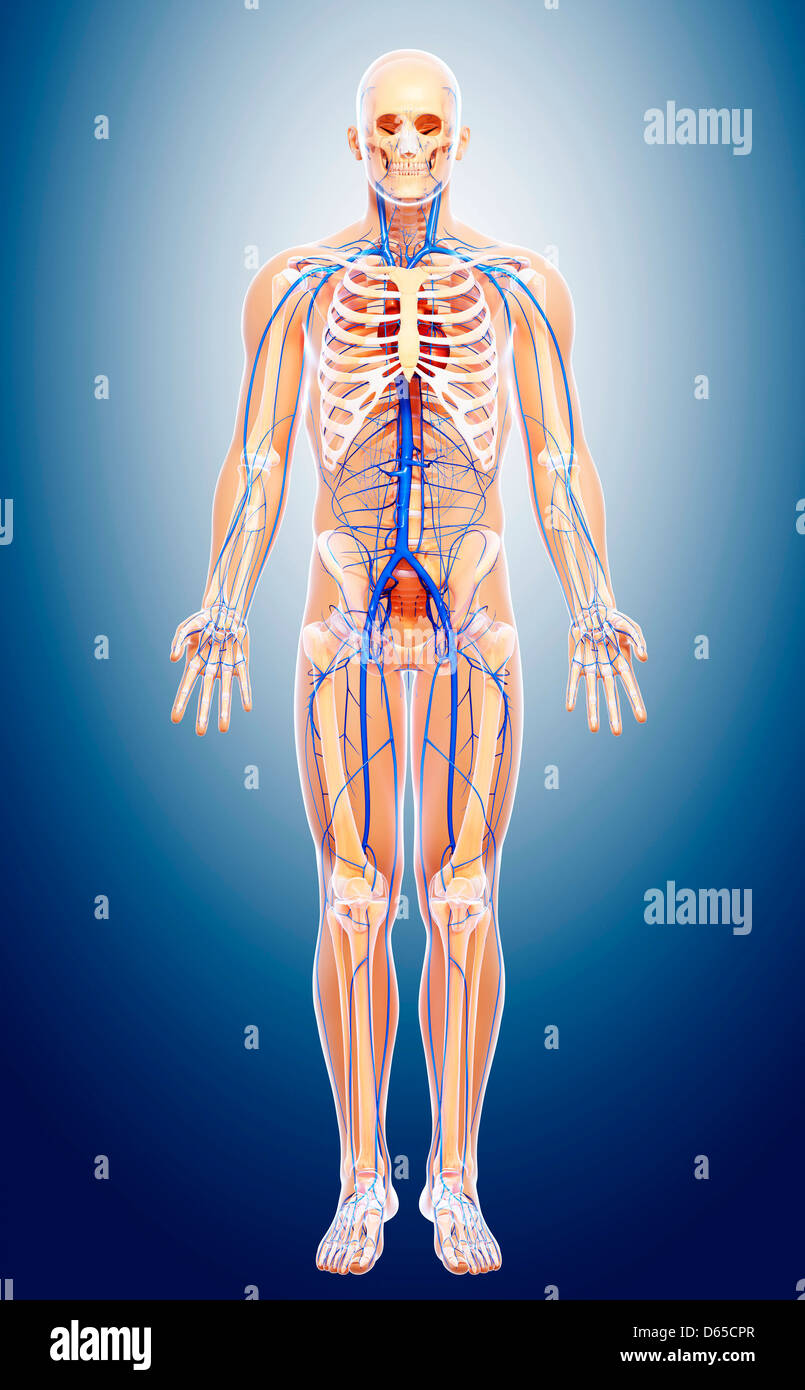 Human veins, artwork Stock Photo - Alamy