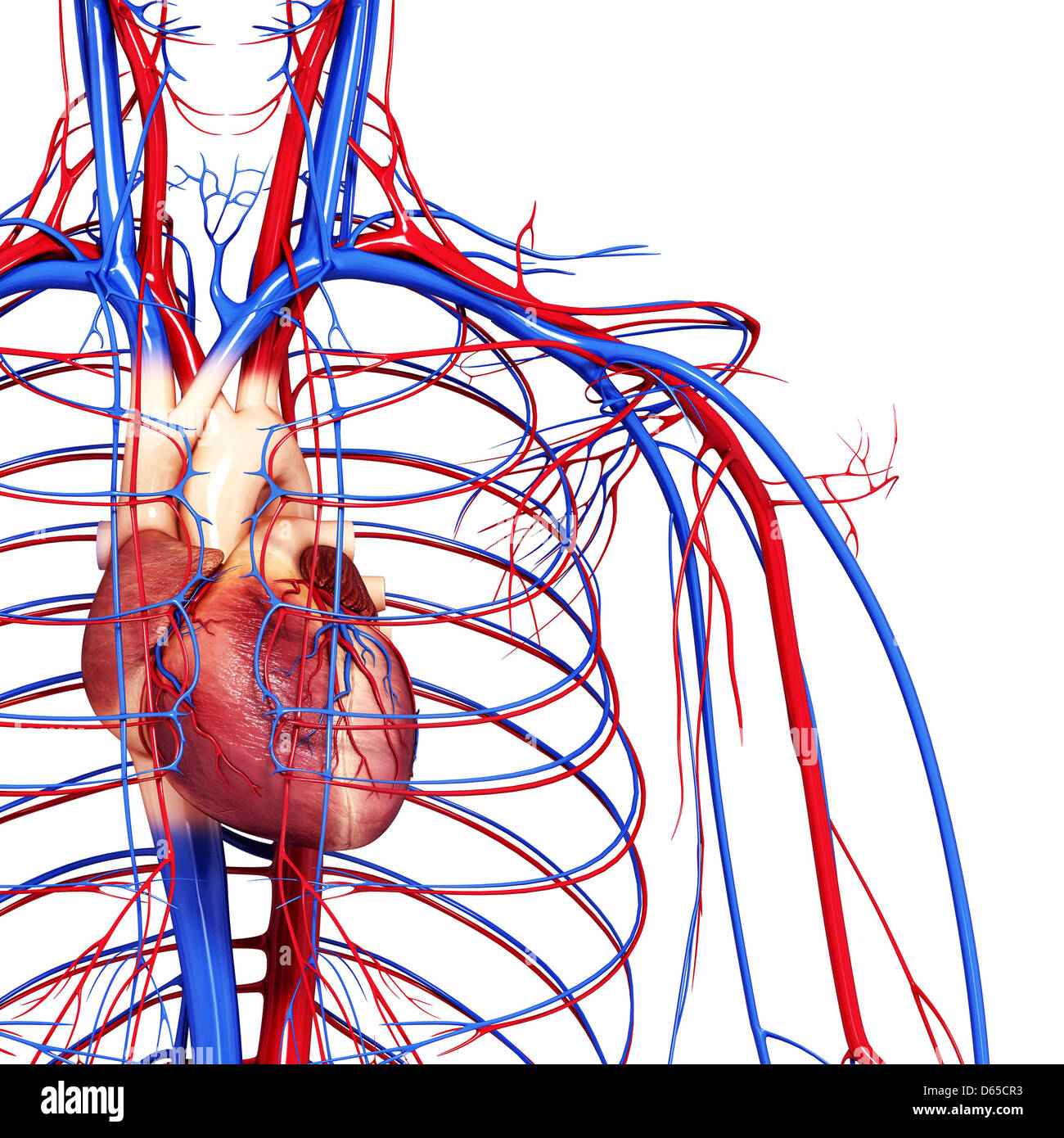 Cardiovascular system, artwork Stock Photo - Alamy