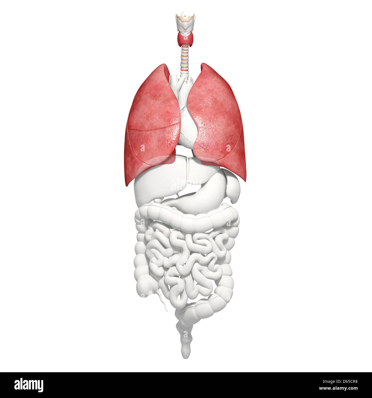 Normal Lungs High Resolution Stock Photography and Images - Alamy