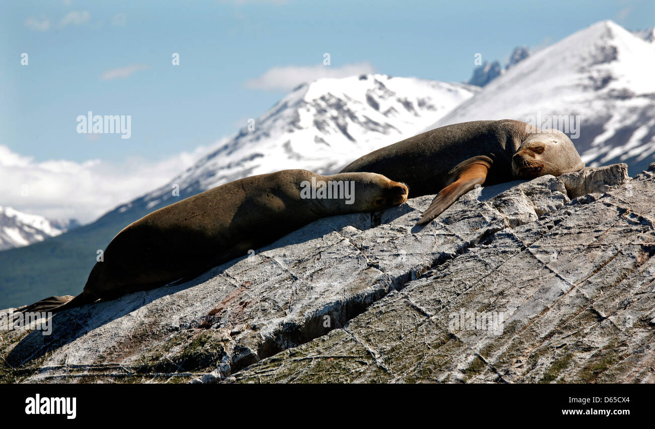 Lion seals bathe in the sun on a rock in the Beagle Channel off Tierra ...