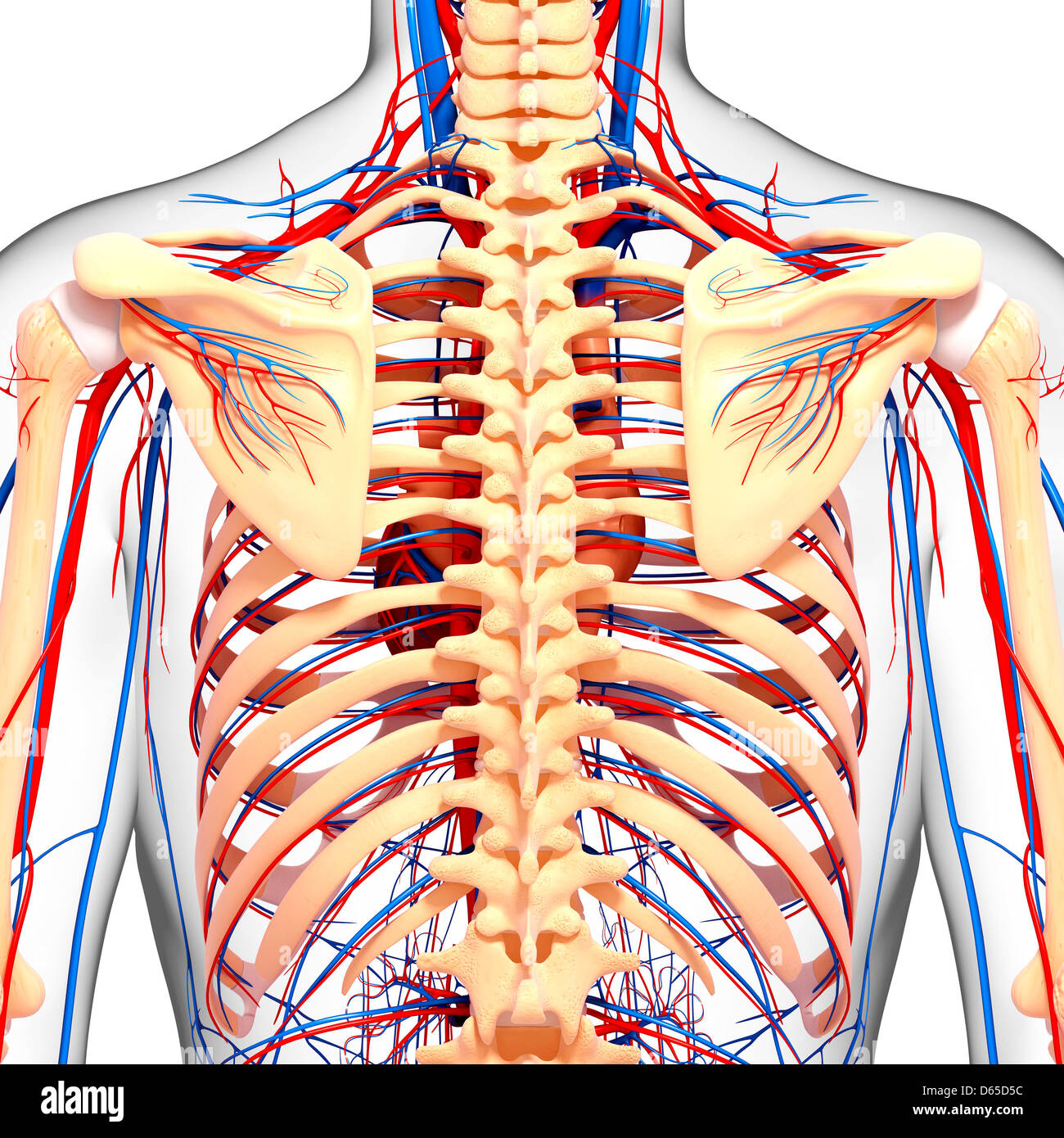 Upper body anatomy, artwork Stock Photo - Alamy