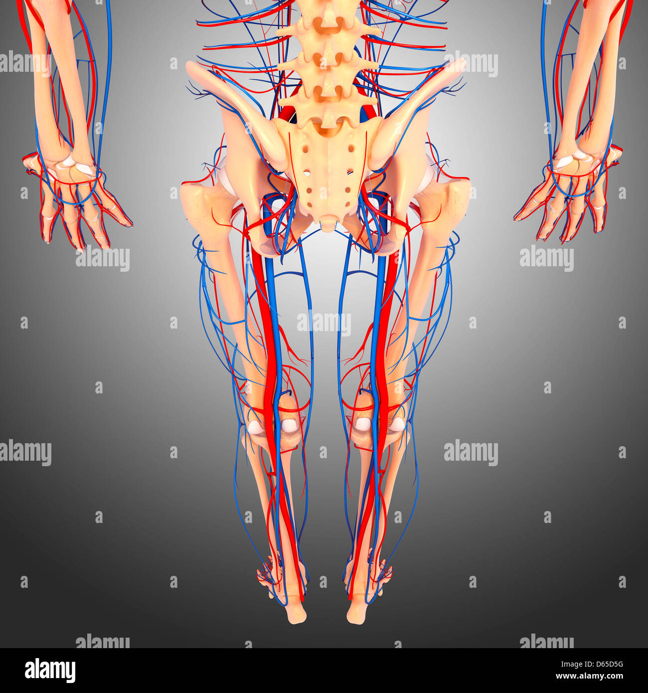 Lower body anatomy, artwork Stock Photo - Alamy