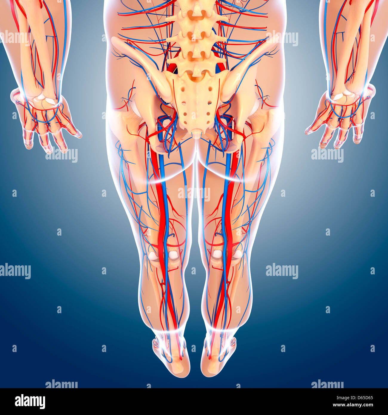 Lower Body Anatomy Artwork Stock Photo Alamy lower-body-anatomy-artwork-stock-photo-alamy