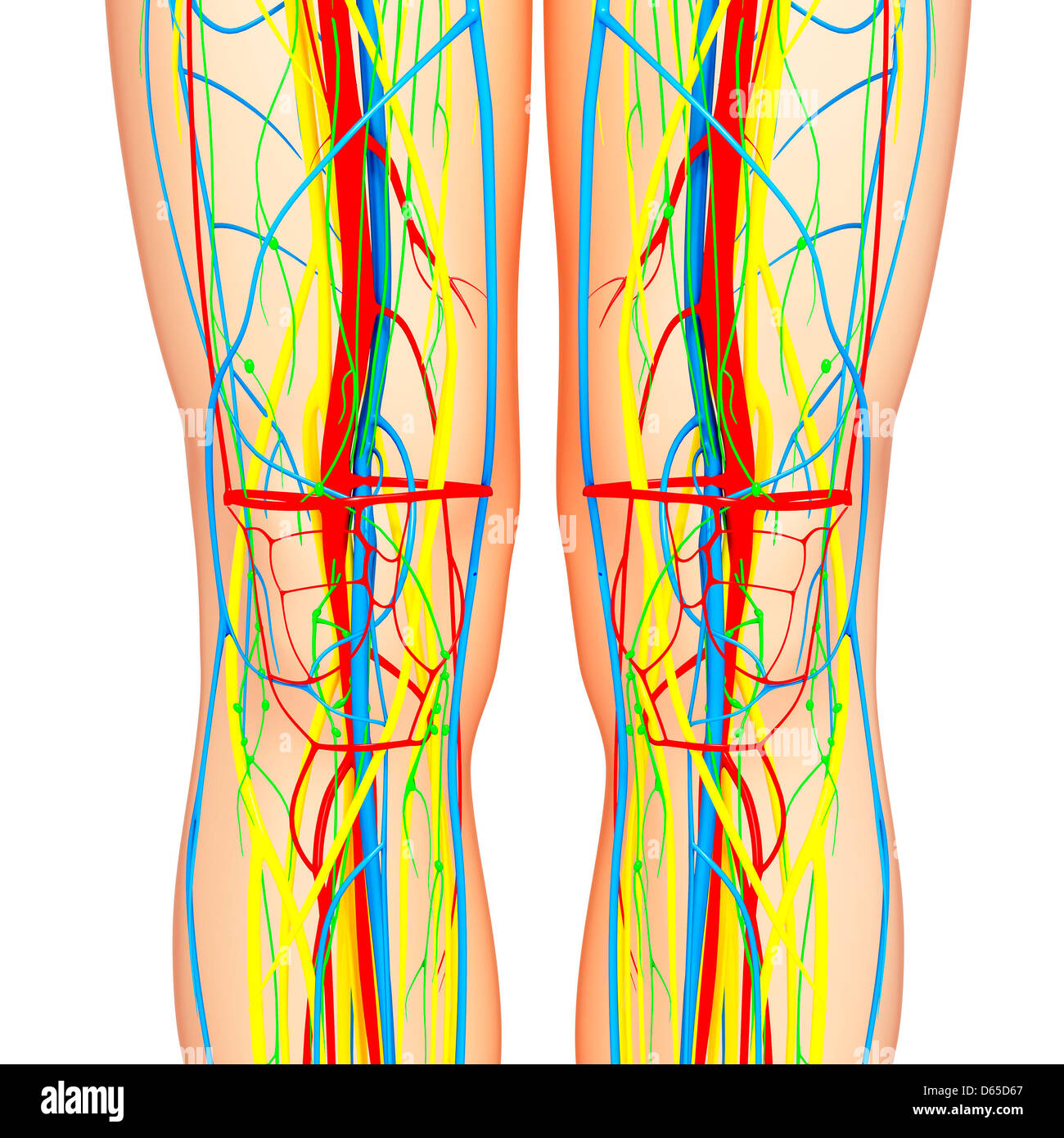 Knee anatomy, artwork Stock Photo - Alamy