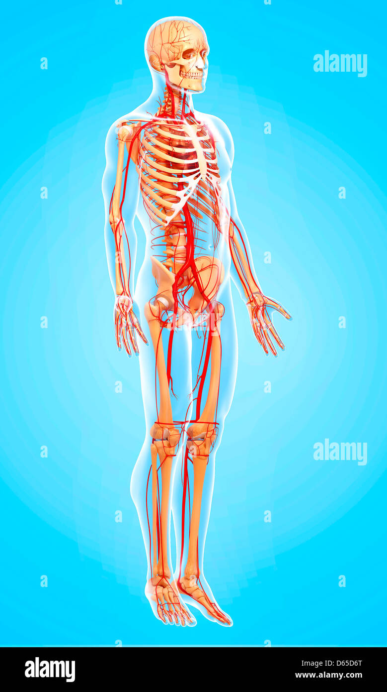 Human arteries, artwork Stock Photo - Alamy