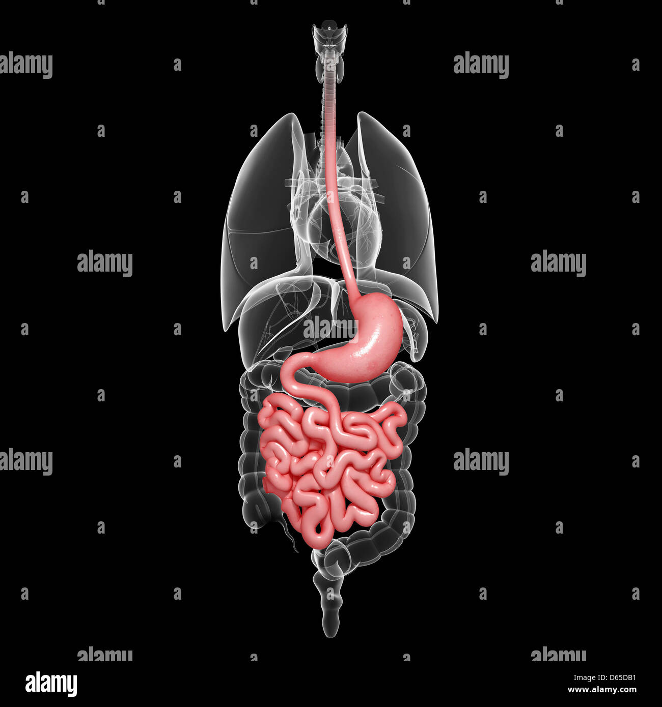 Digestive Organs Stock Photos & Digestive Organs Stock Images - Alamy