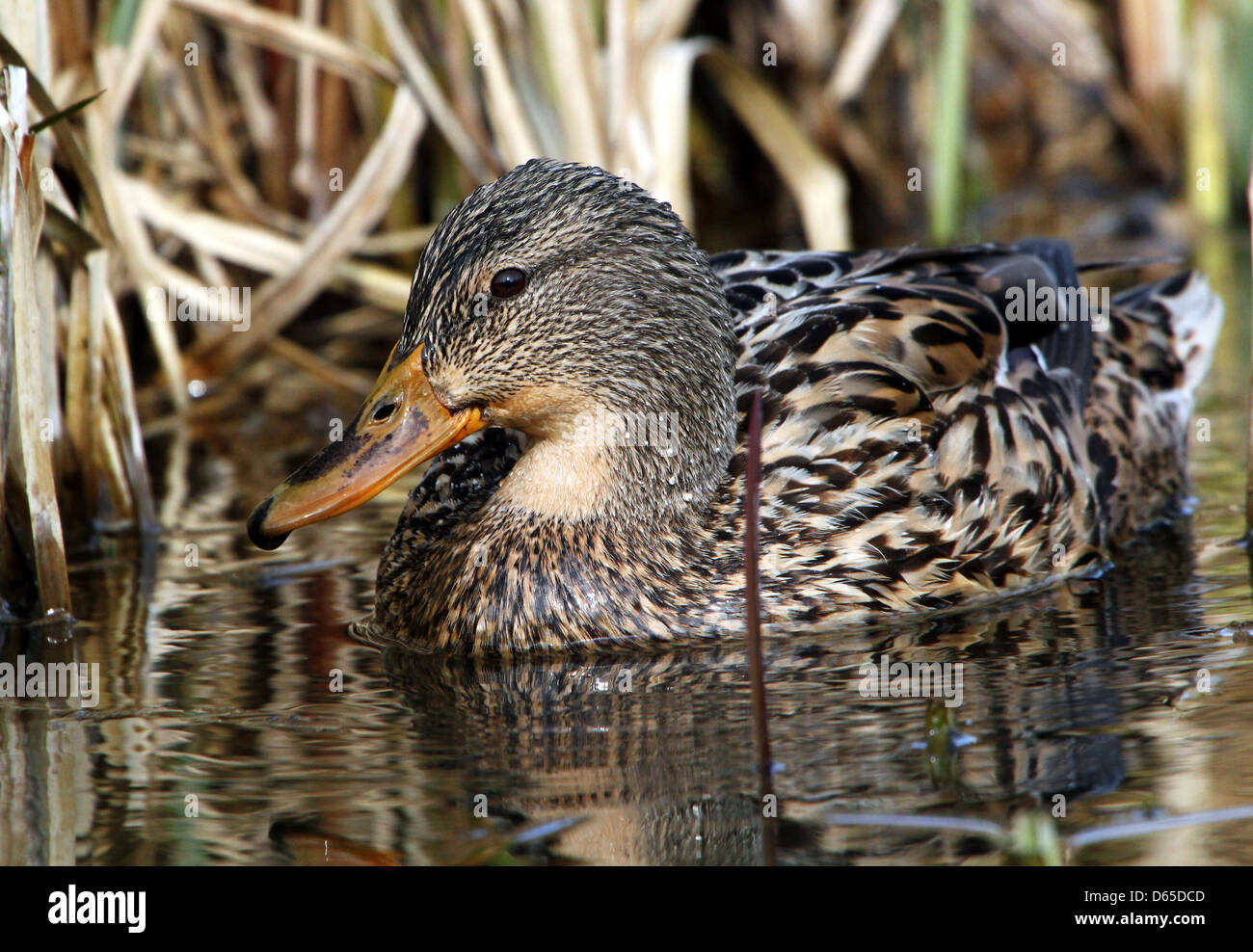 Detailed close-up of a female wild duck or Mallard (Anas platyrhynchos ...