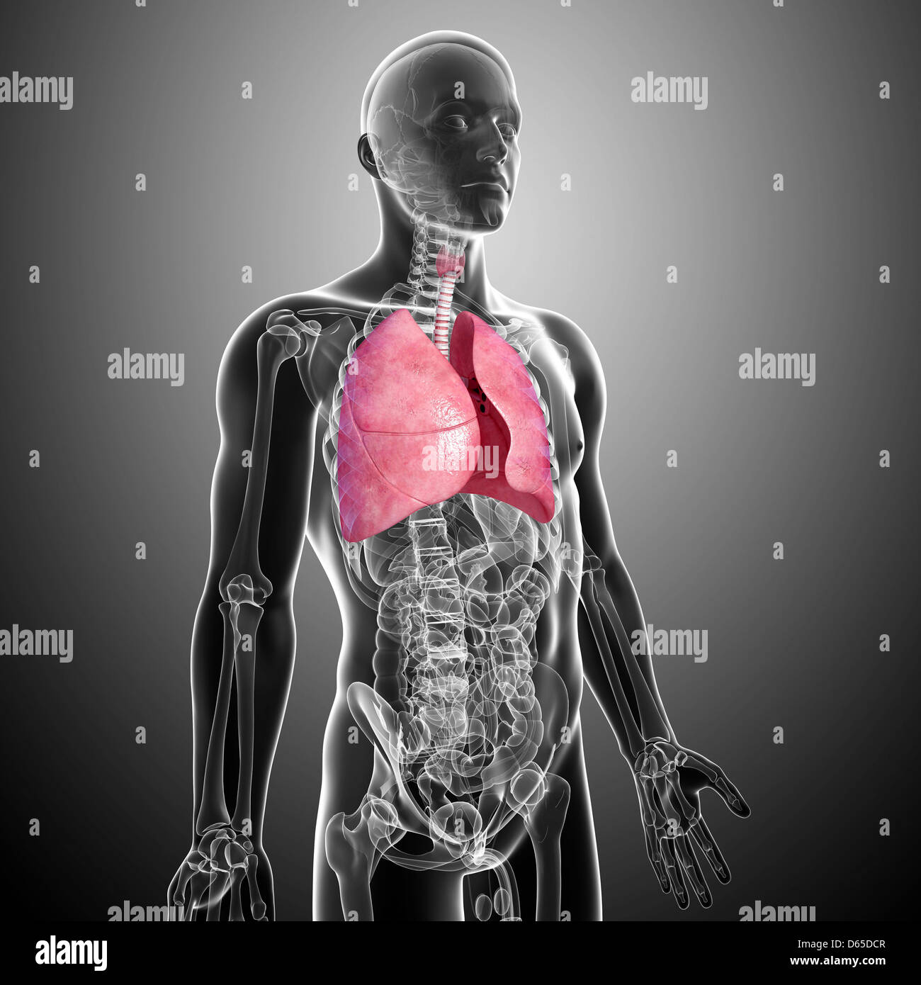 Male lungs, artwork Stock Photo - Alamy