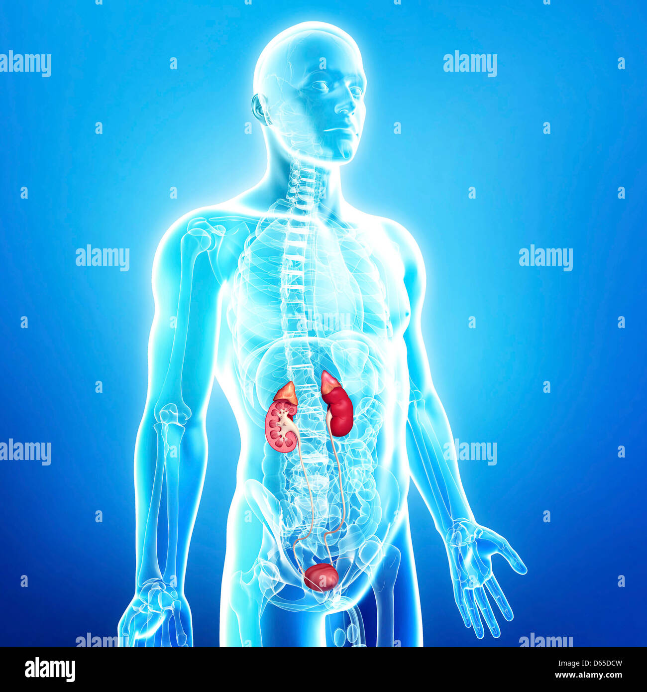 Male Urinary System High Resolution Stock Photography and Images - Alamy Male Urinary System High Resolution Stock Photography and Images - Alamy
