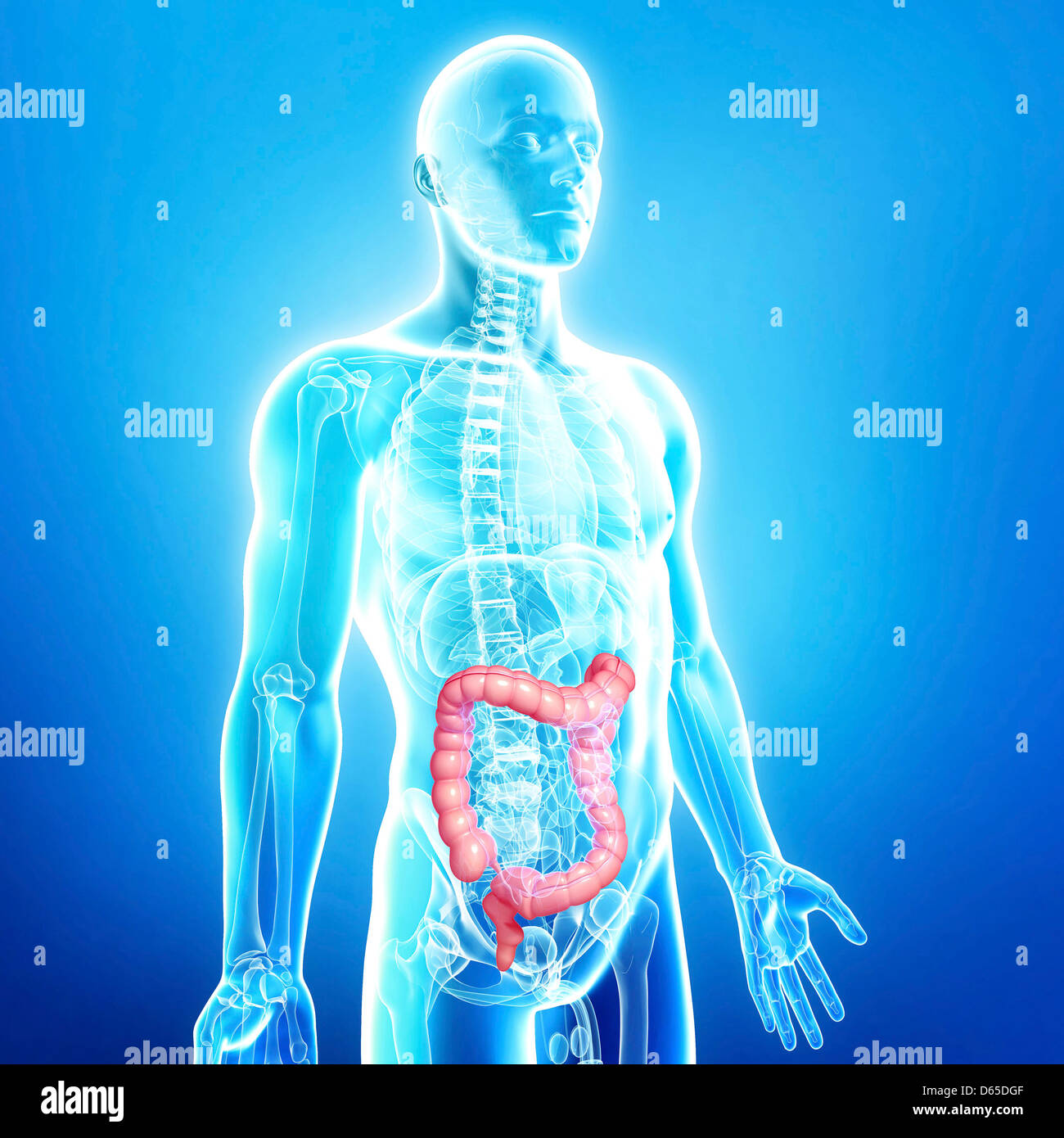Male large intestines, artwork Stock Photo - Alamy