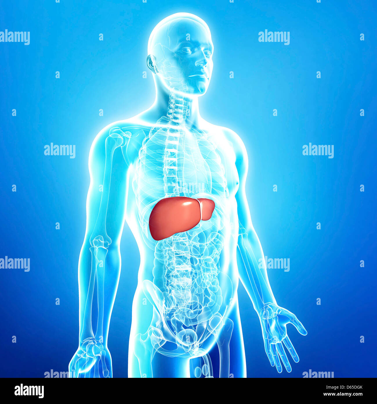 Male liver, artwork Stock Photo - Alamy