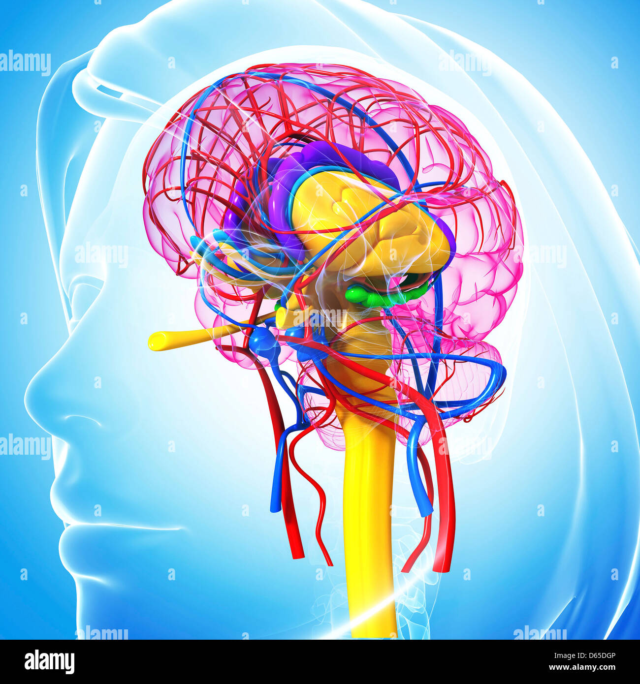 Brain anatomy, artwork Stock Photo - Alamy