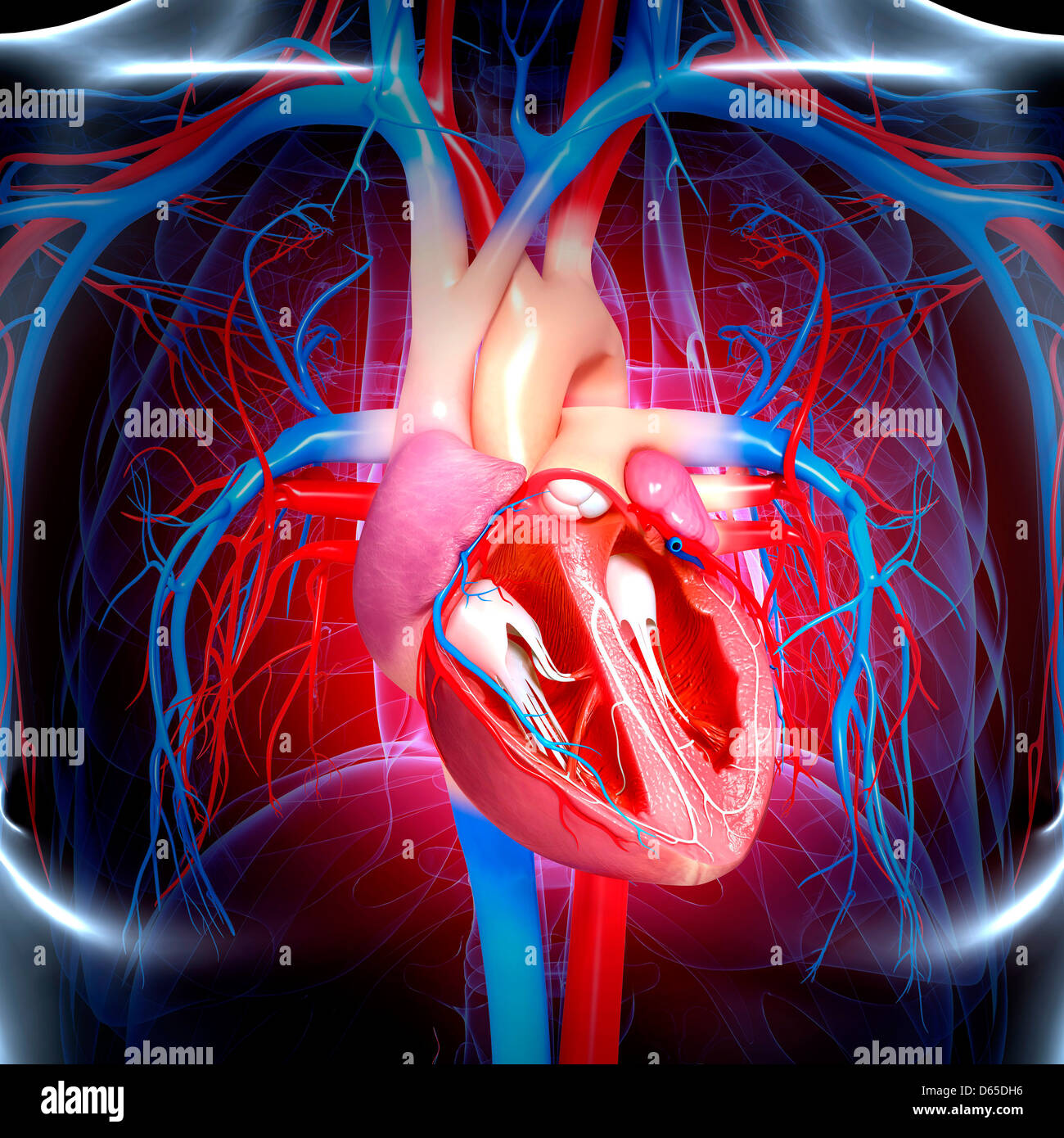 Human heart, artwork Stock Photo - Alamy
