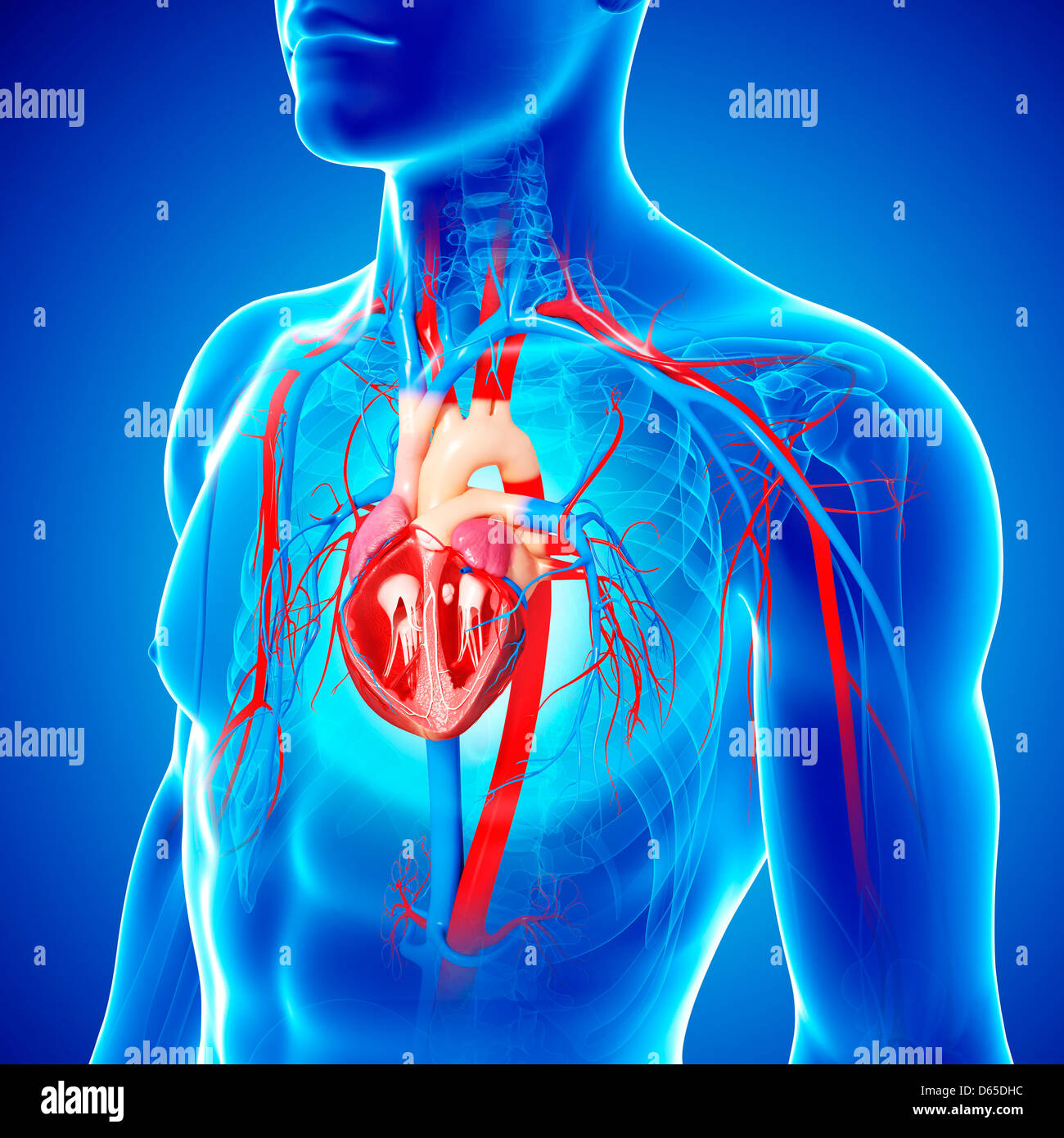 Male chest anatomy heart veins hi-res stock photography and images - Alamy